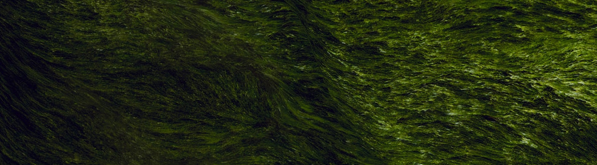 Sustainability Meets Beauty: ABSORPTION Algae Black™